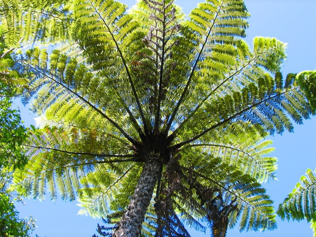 Large Cyathea dealbata - Silver Tree Fern