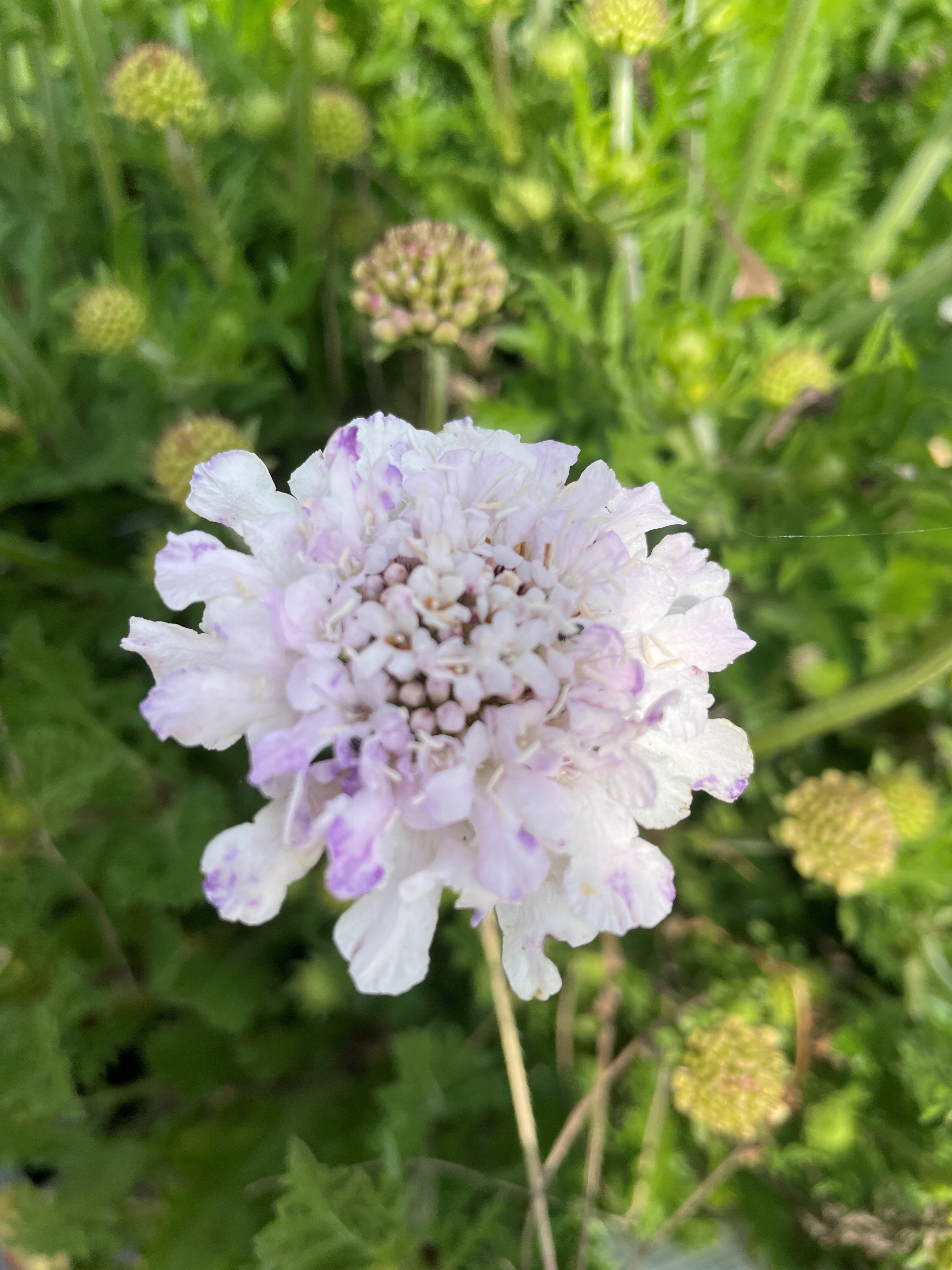 Scabiosa columbaria 'Flutter Pure White' - Scabious
