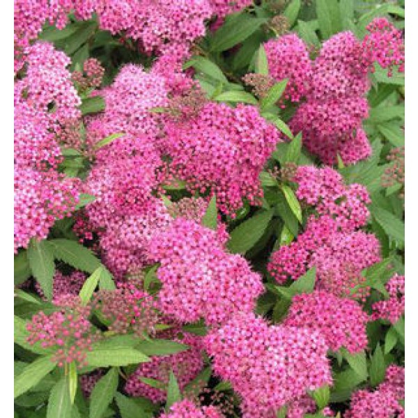 Spirea shrubs for sale | Buy Spirea plants online UK delivery