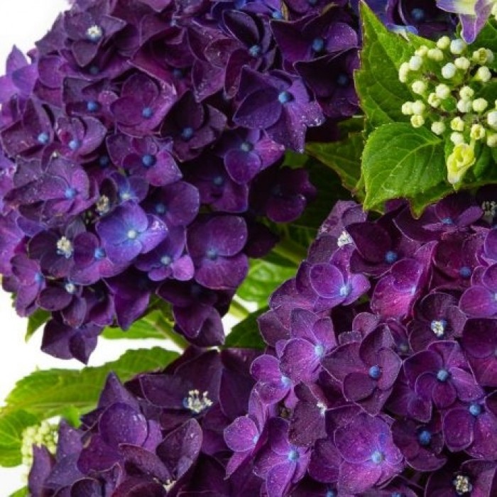 GIANT PURPLE MOPHEAD - Hydrangea macrophylla Rodeo Deep Purple - Large ...