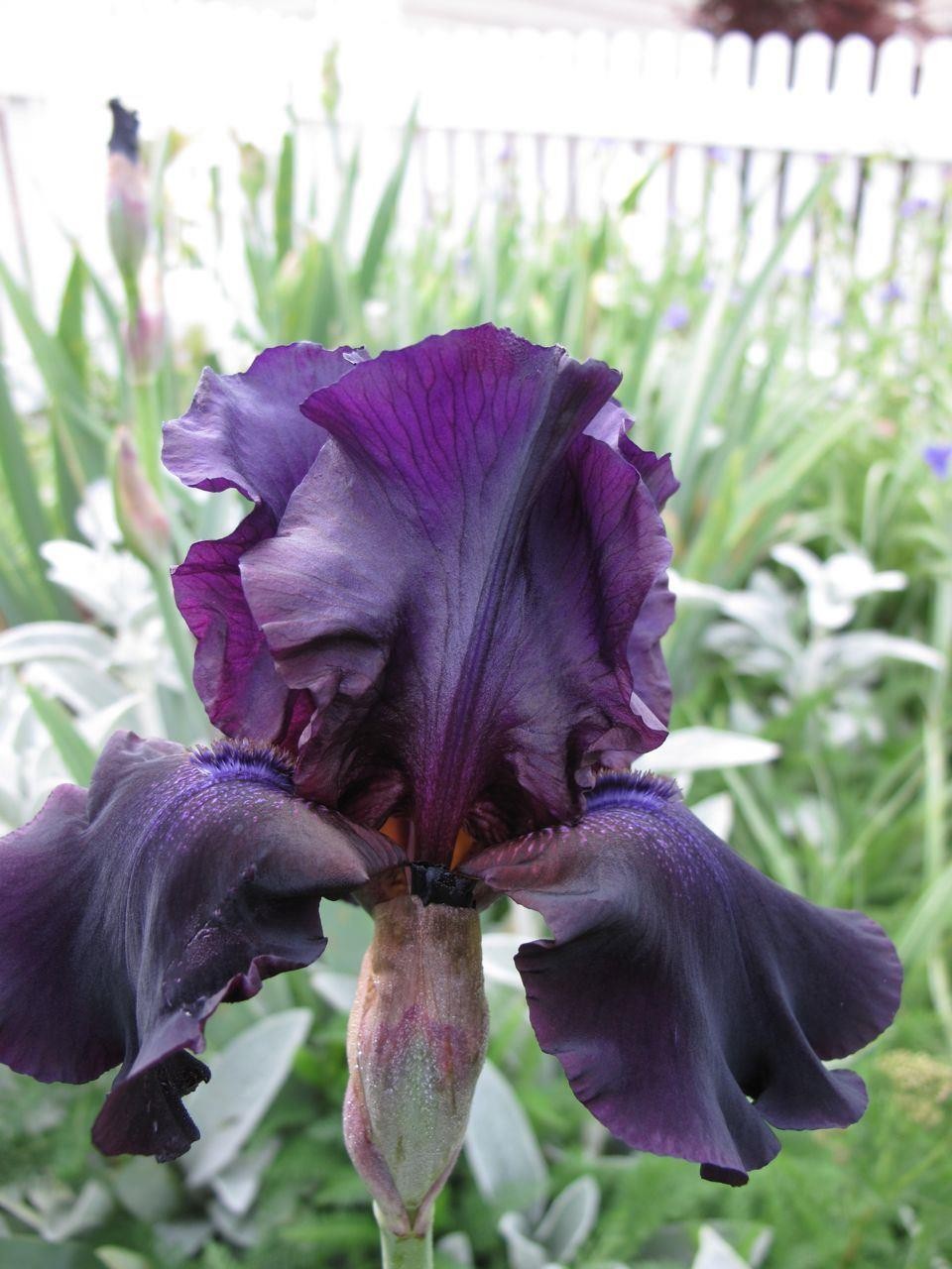 Iris Black Knight