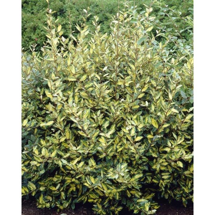 Elaeagnus maculata