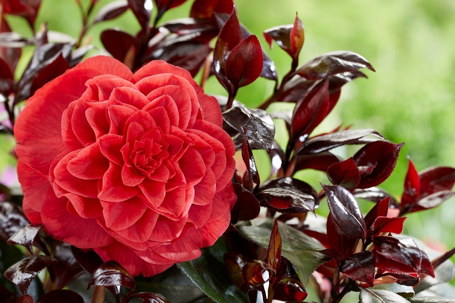 Camellia japonica 'Femme Fatale'