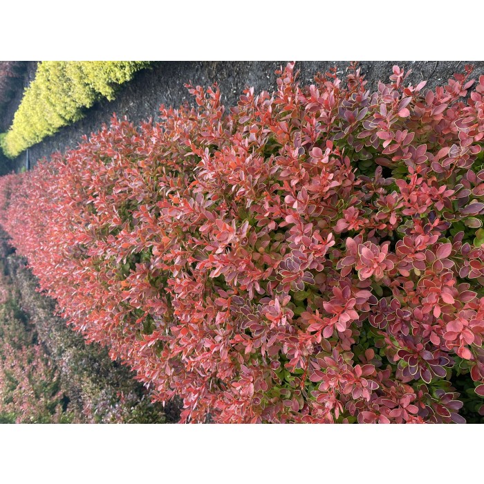 Berberis thunbergii 'Maja' Coral