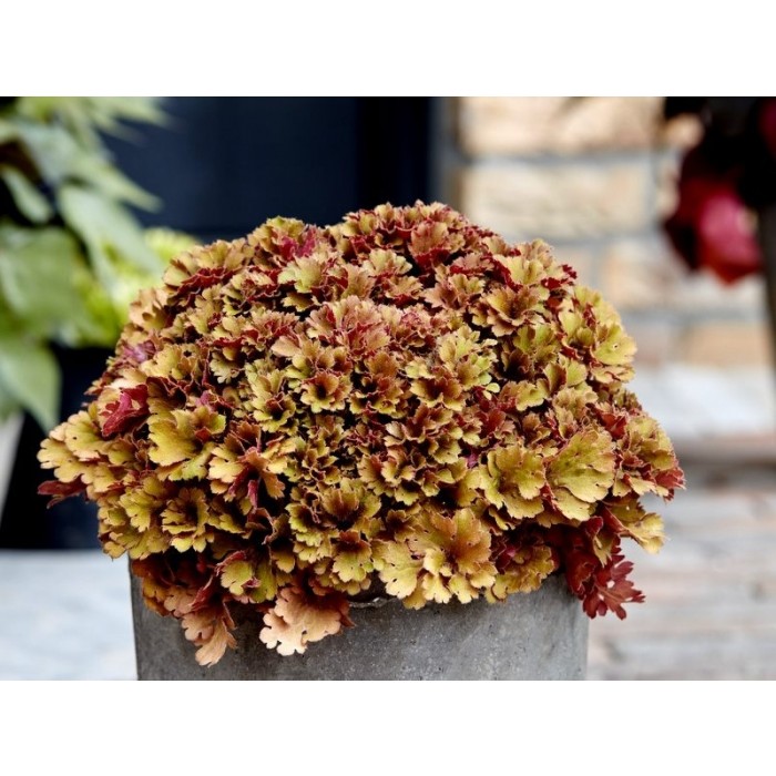 Heuchera Frilly