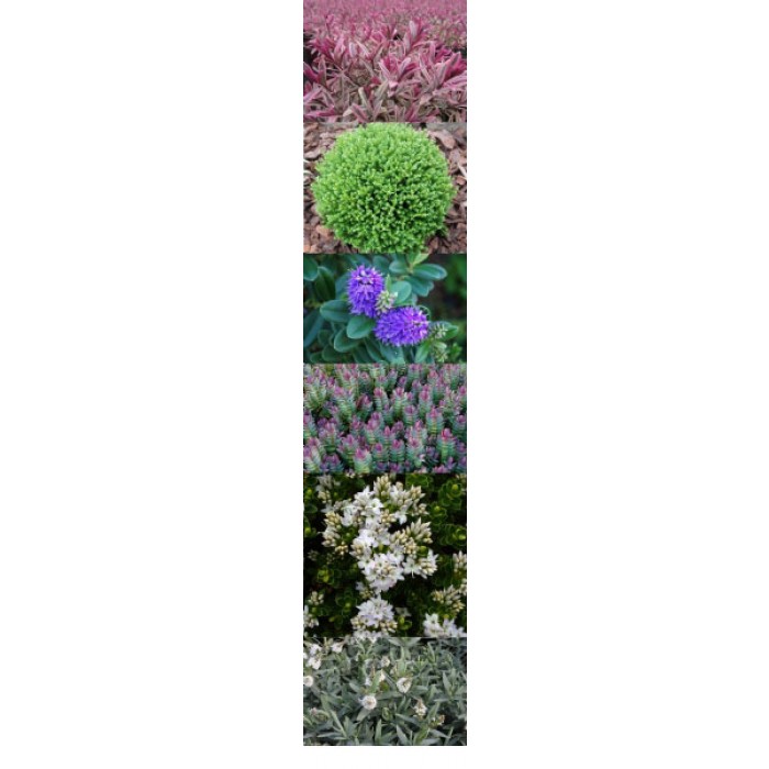 Hebes Collection - Selection of SIX Outstanding Hardy Evergreen Hebe Plants