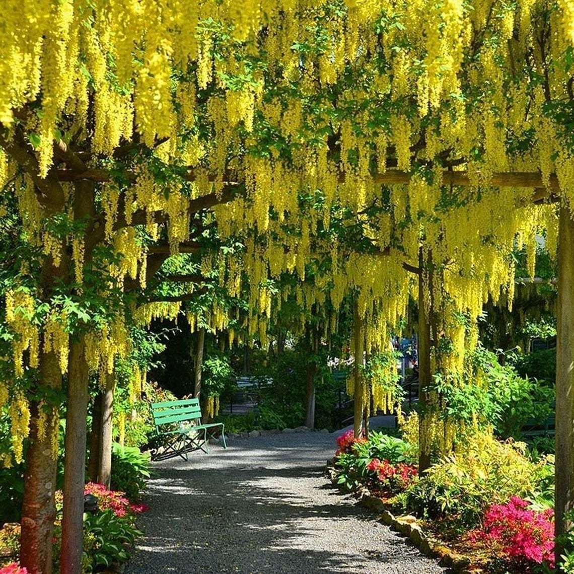 Laburnum anagyroides - Golden Chain Tree - 170-190cm