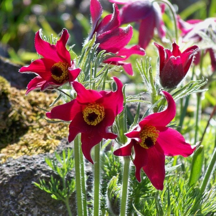 Pulsatilla vulgaris Rubra - Red Pasque Flower