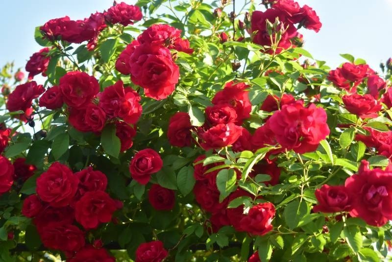 SPECIAL DEAL - Large 5-6ft Specimen Climbing Rose - Rose Flammentanz ...