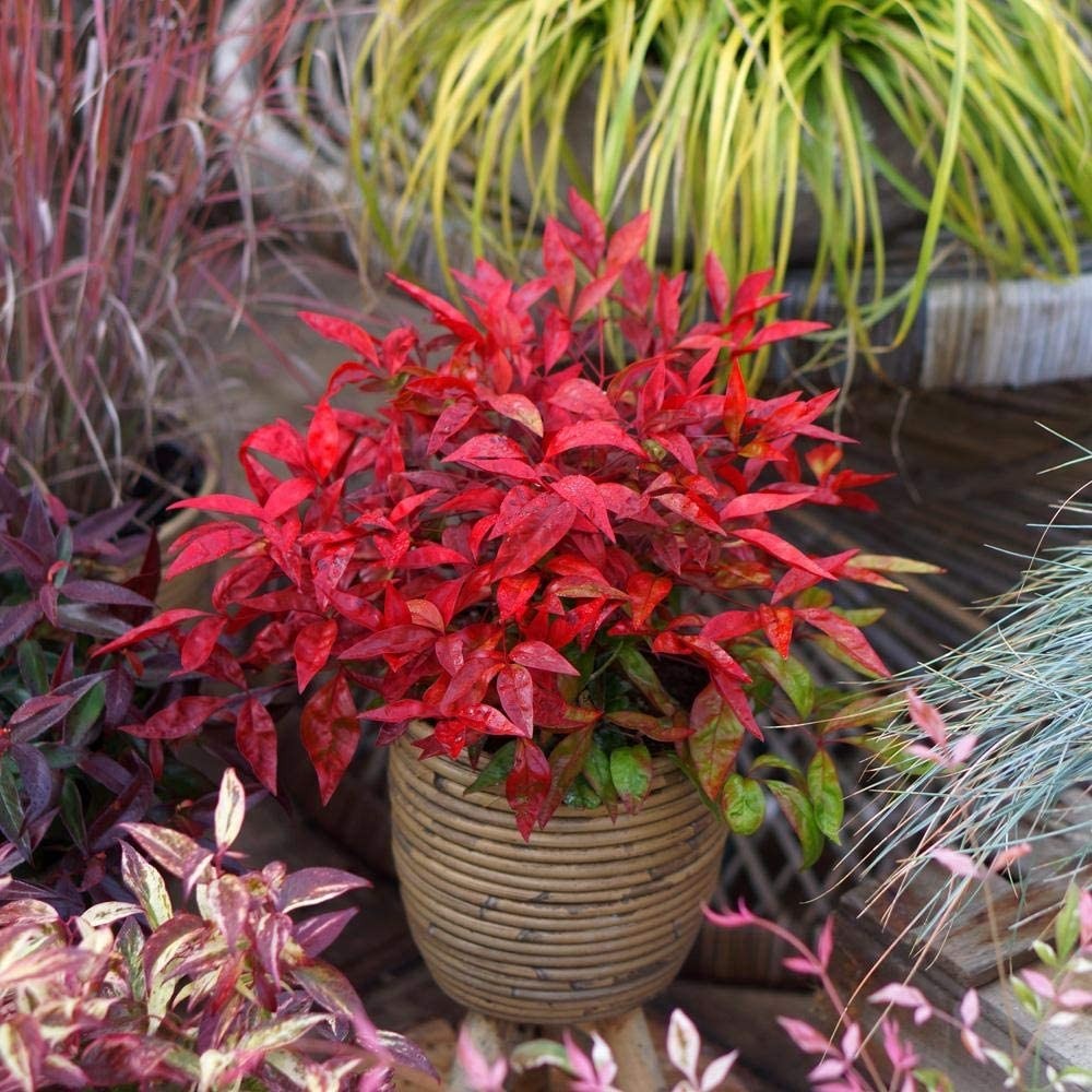 Nandina domestica Firepower - Sacred or Heavenly bamboo