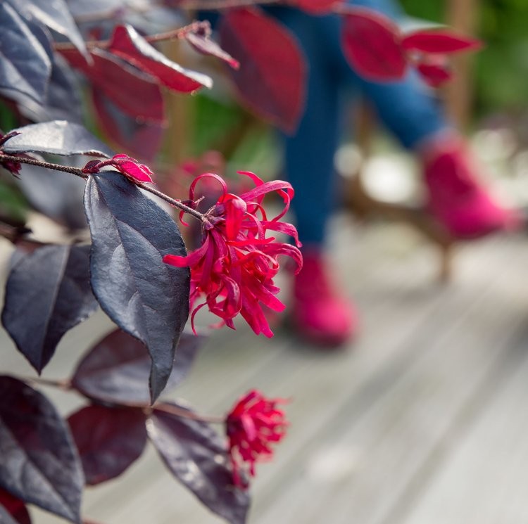 Loropetalum chinensis Ever Red (Chang Nian Hong) - Chinese Witch Hazel