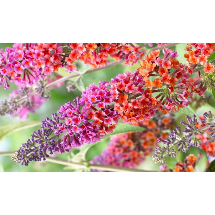 LARGE Buddleia Flower Power - Amazing Bicolour Flowered Butterfly Bush ...