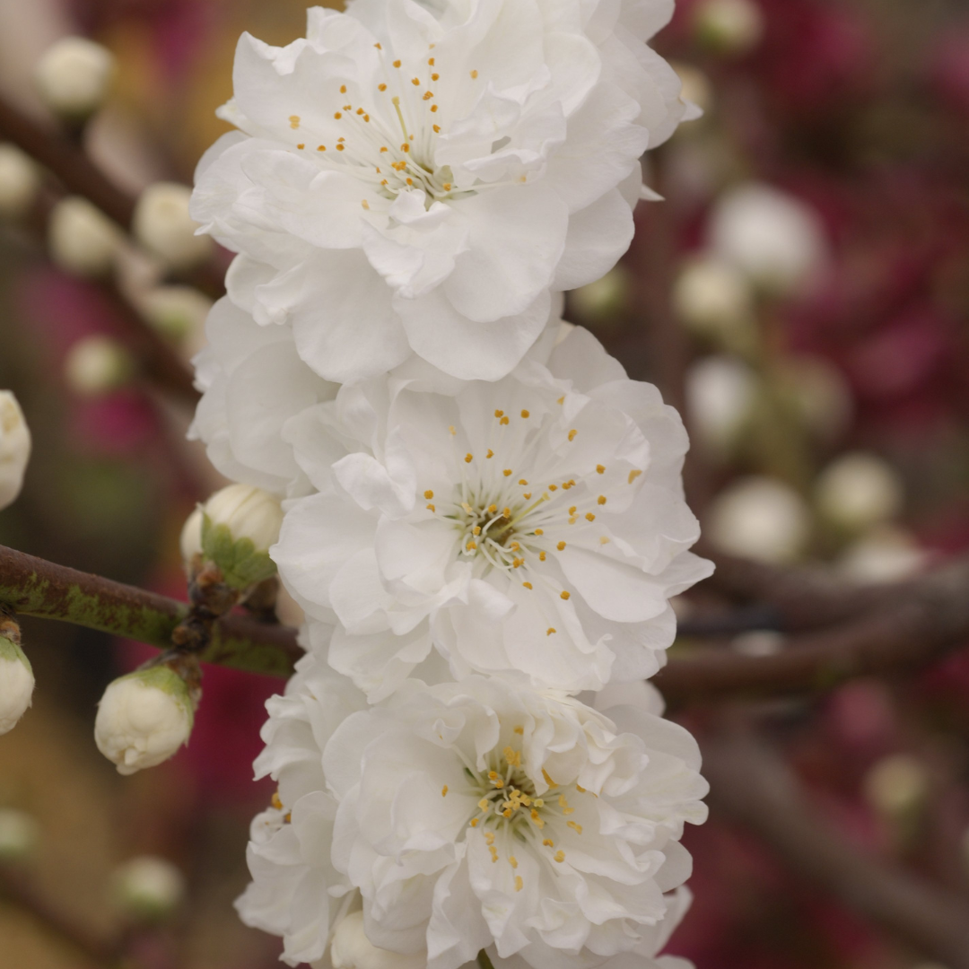 Prunus persica Taoflora White - circa 150cm tall