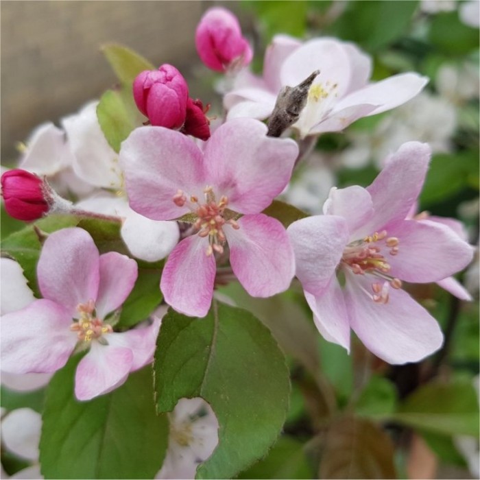Malus Appletini® - Compact Mini Apple Tree circa 80-120cm tall