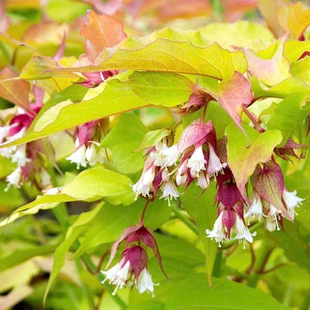 Leycesteria Golden Lanterns - Pheasant Berry