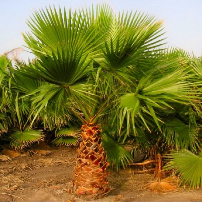 GIant circa 3-4ft Hardy Mexican Fan Palm - Washingtonia Robusta Cotton ...