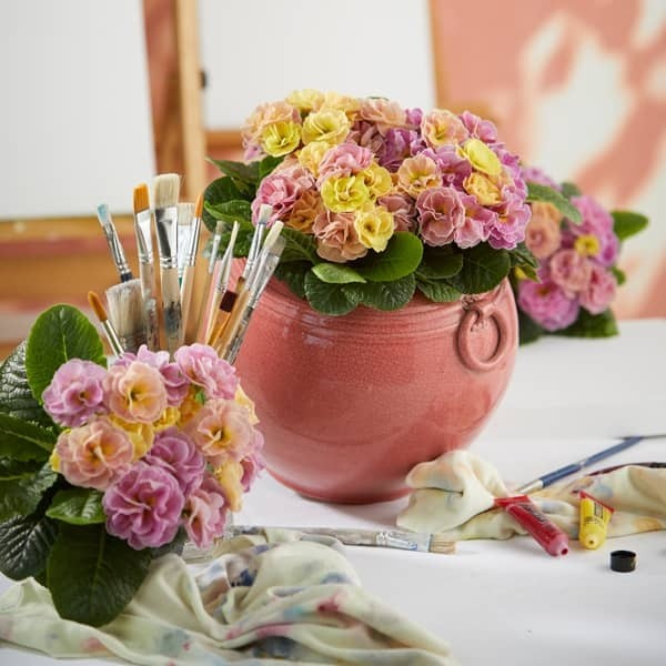 Primrose Antique Rose - Pretty Pink Ruffled Flowers - Pack of SIX Plants