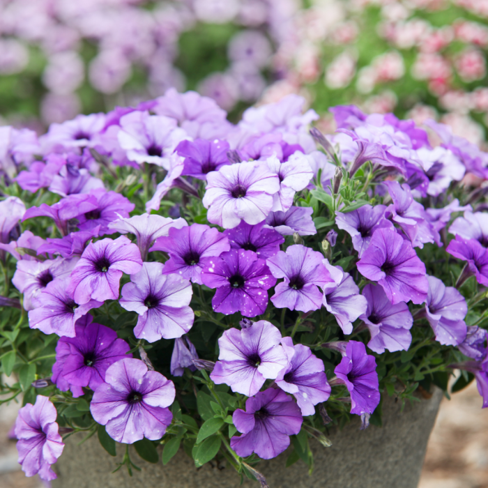 Petunia Splash Dance 'Moon Walk' - Pack of SIX Potted Plants