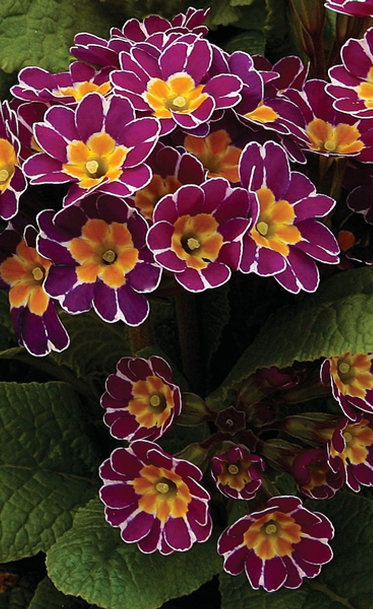 Primula Silver Laced Pink - Pack of THREE Plants