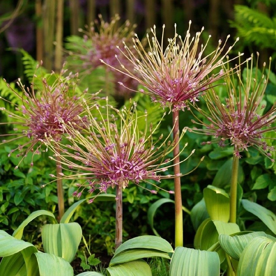 Allium schubertii - Giant Sparkler Firework Allium - Large Bulb - Pack of 2