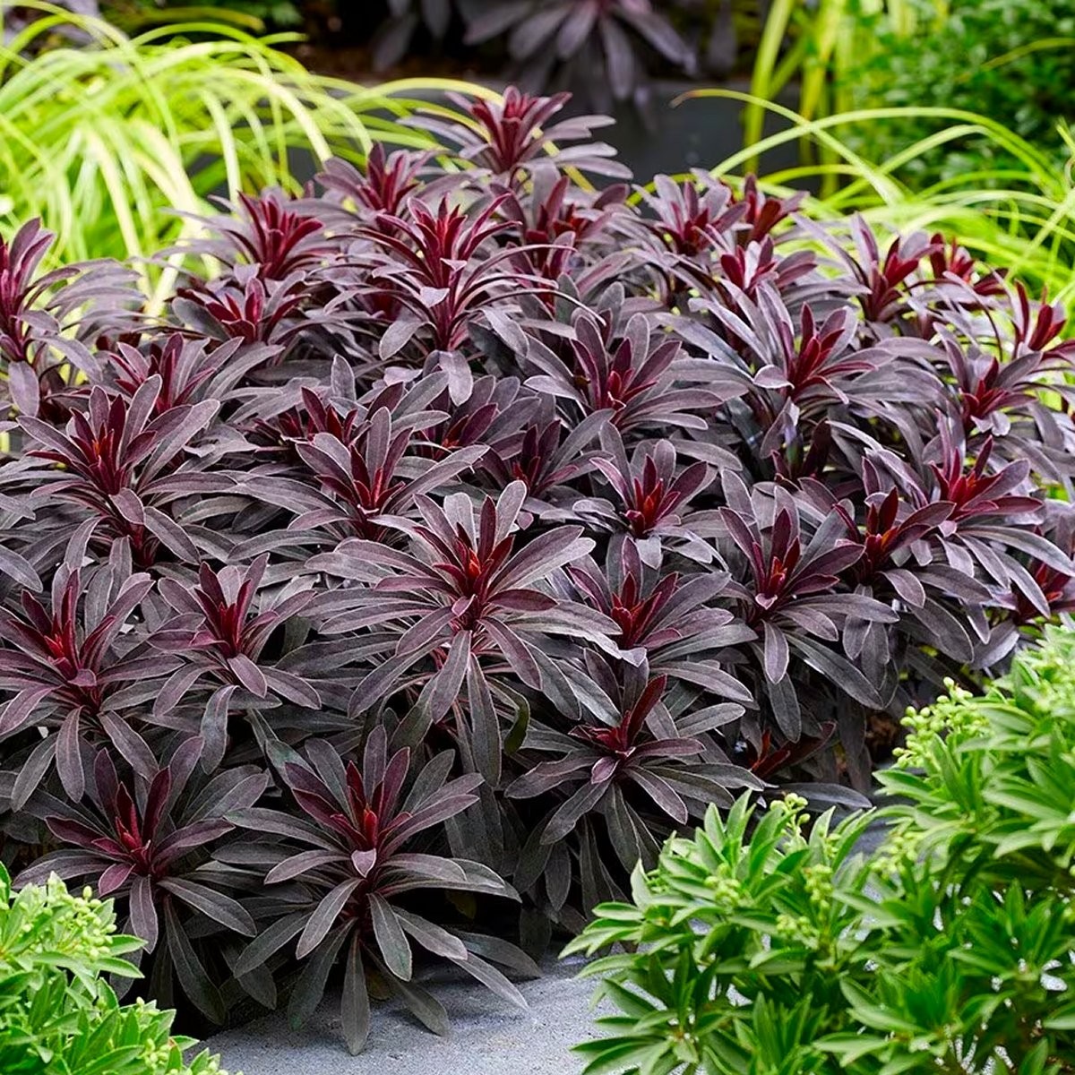 Euphorbia Miners Merlot