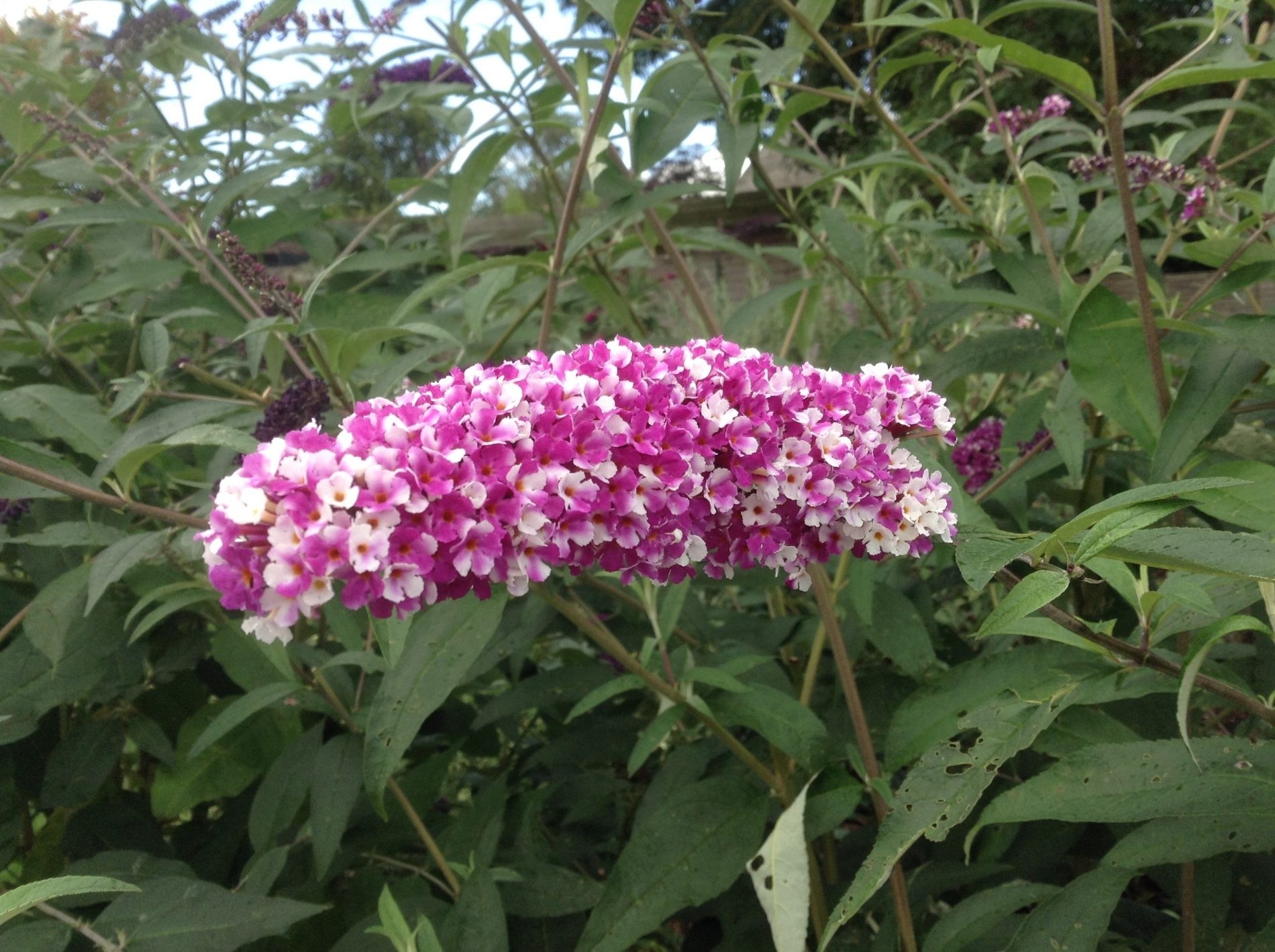 Buddleja - Berries & Cream - New Buddleia Butterfly Bush with multi ...