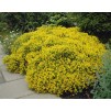 Genista Lydia - Hardy Dwarf Broom