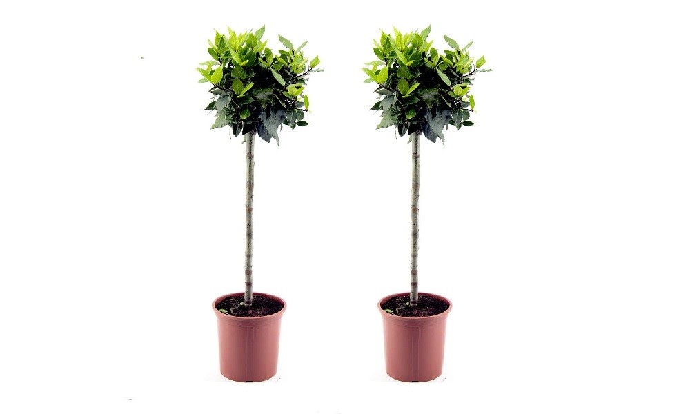 Lollipop Standard Bay Tree - Laurus nobilis - 80cm in in Rustic Jute ...