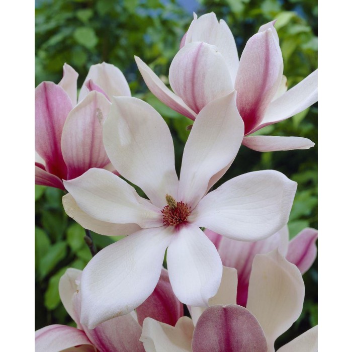 Magnolia Red Lucky - Chinese Magnolia Shrub