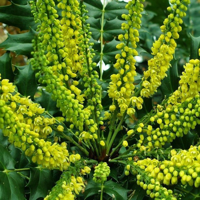 Mahonia x media Winter Sun - Oregon Grape Mahonia