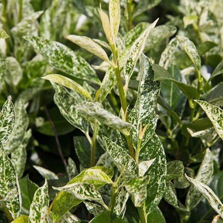 Prunus laurocerasus Ivory - Marbled White Cherry Laurel
