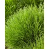 Festuca gautieri Green - Pack of THREE
