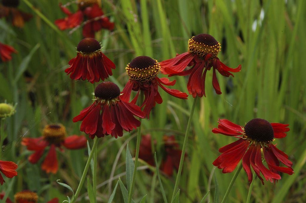 Helenium Moerheim Beauty - Sneezeweed