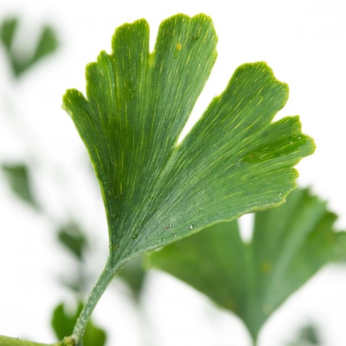 Ginkgo biloba 'Little Emperor'
