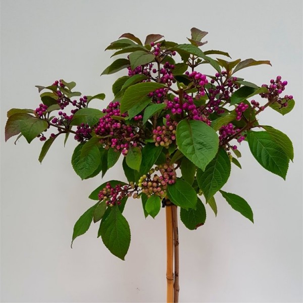 Callicarpa plants for sale | Buy Callicarpa UK delivery