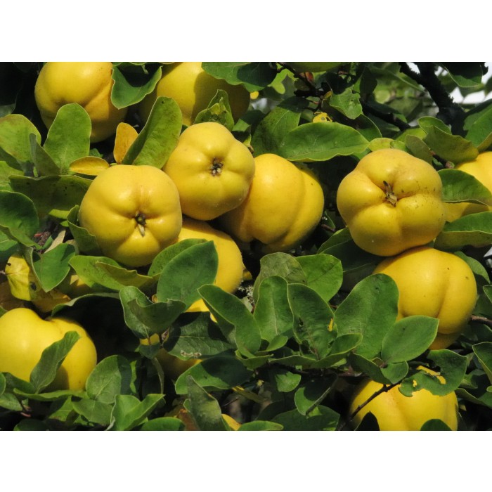 Large Quince Tree - Circa 6ft - Cydonia oblonga Gigante de Vranja