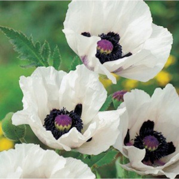 Poppy plants for sale | Papaver | buy poppies online