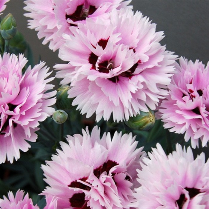 Dianthus Early Birds Fizzy