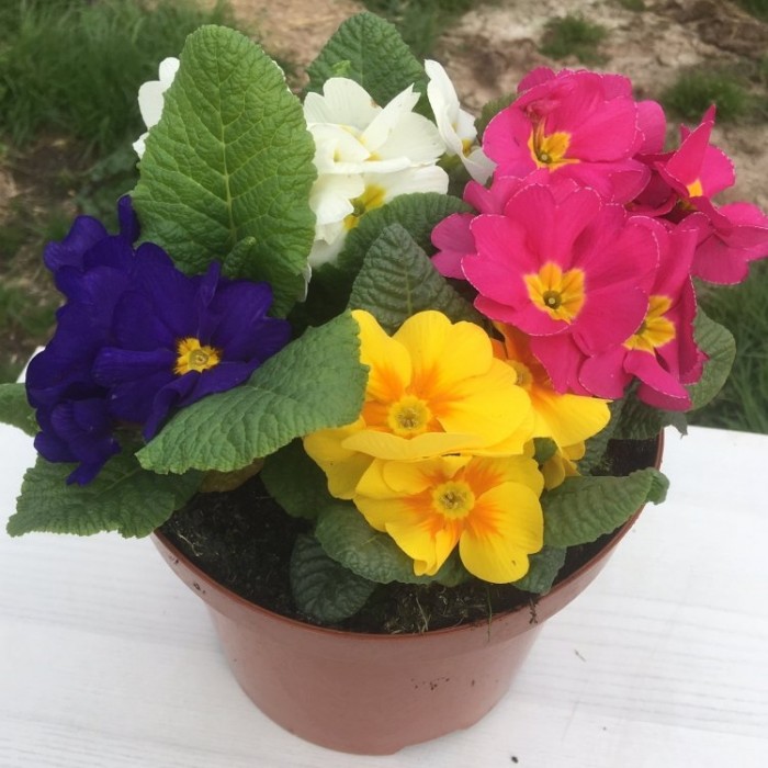 Primrose Planter - Instant Spring Colour Primula Pot