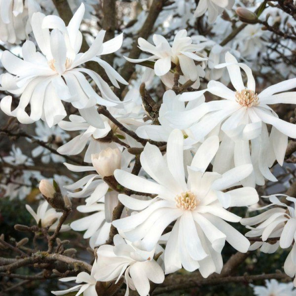 Buy Magnolia plants online | Magnolia trees for sale UK