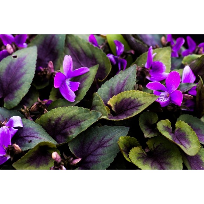 Viola Heartthrob - Sweet Violet