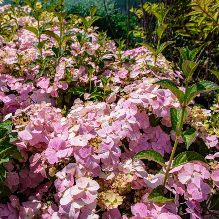 Hydrangea French Bolero Pink