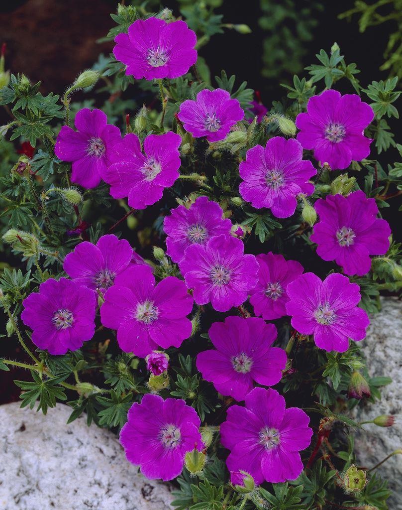 Geranium sanguineum