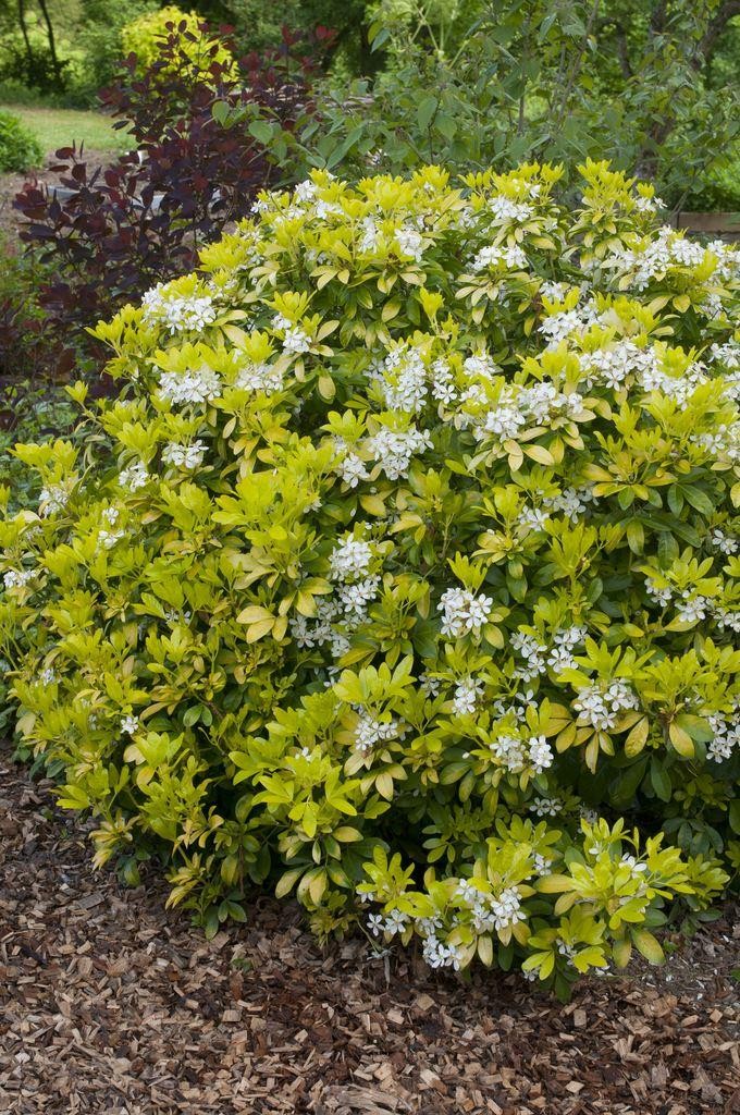 Choisya ternata Sundance (Brica/Lich) - Golden Mexican Orange Blossom ...