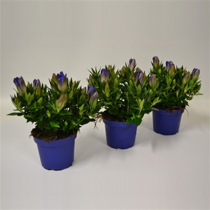 Gentian Little Diamond Diana - Gentiana pyramidalis Plant