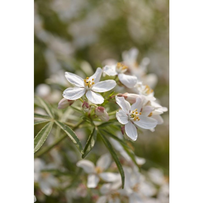 Choisya Aztec Pearl - Mexican Orange Blossom