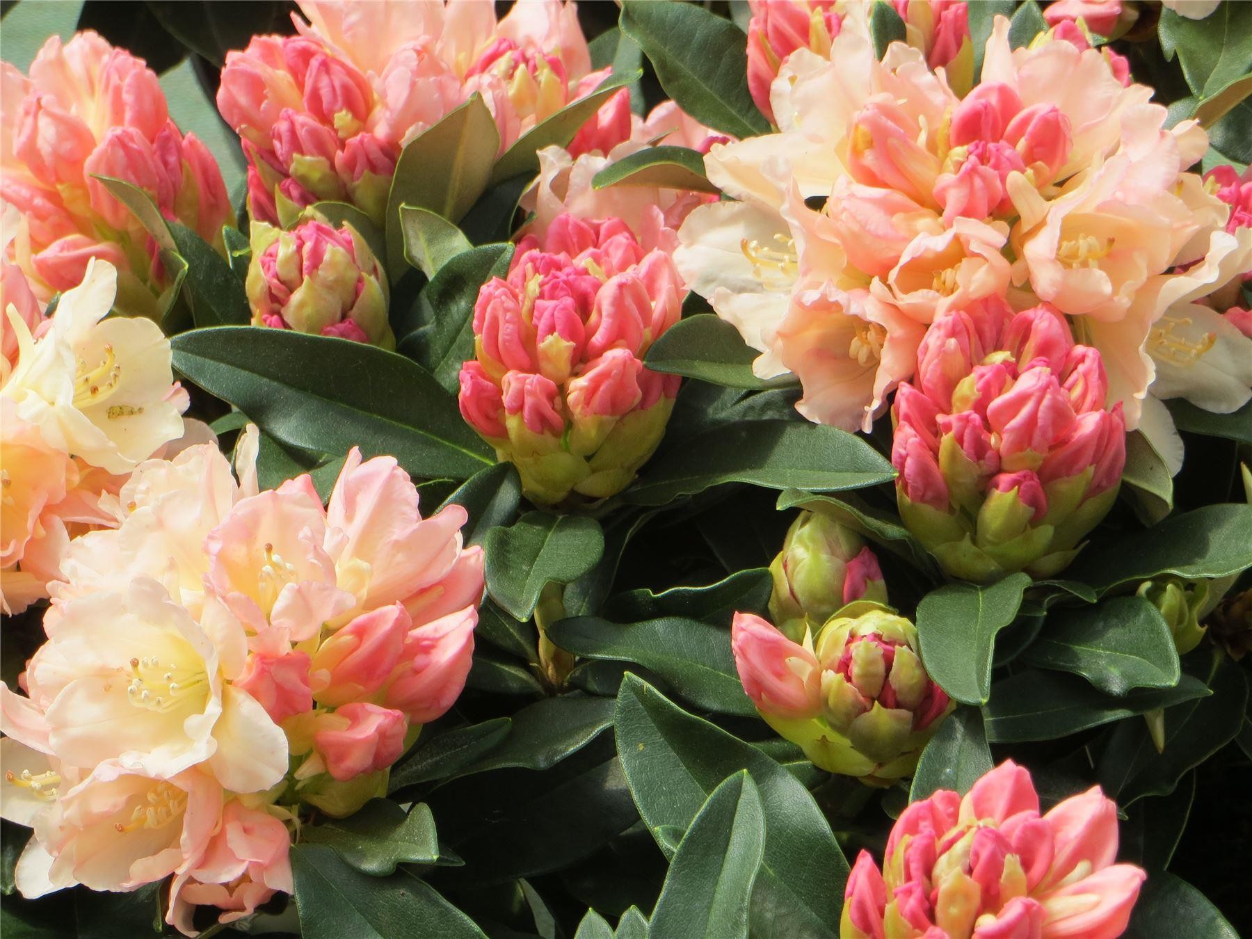 Rhododendron yakushimanum Golden Torch