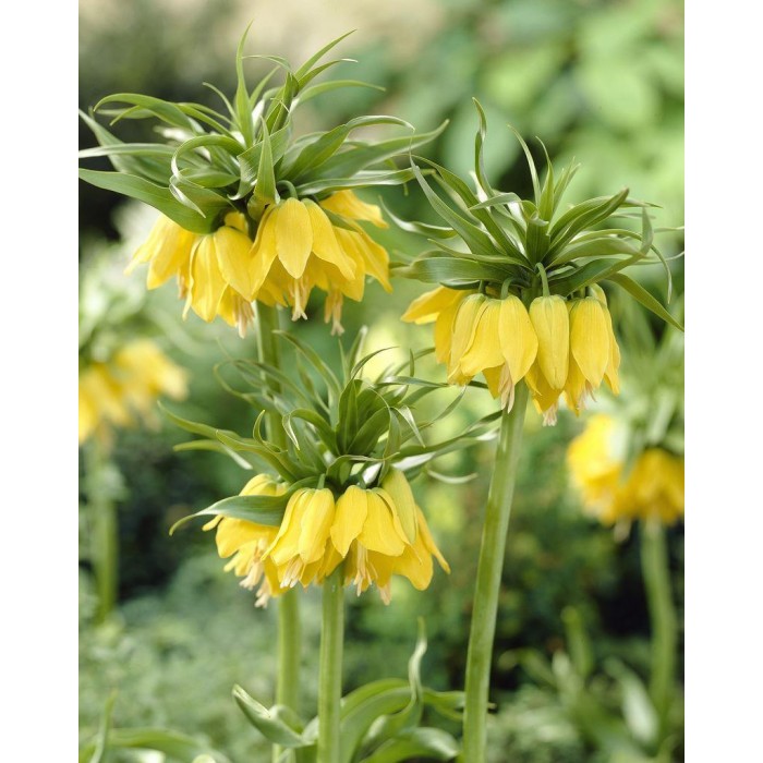 Fritillaria imperialis lutea - Golden Crown Imperial Fritillary