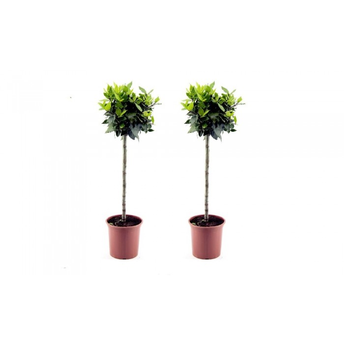 Pair of 80-100cm tall Standard Bay Trees - Laurus nobilis
