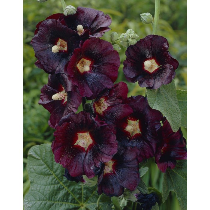 Alcea rosea Nigra - Black Hollyhock (Althea)